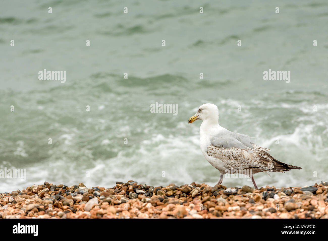 Seagull feet hi-res stock photography and images - Alamy