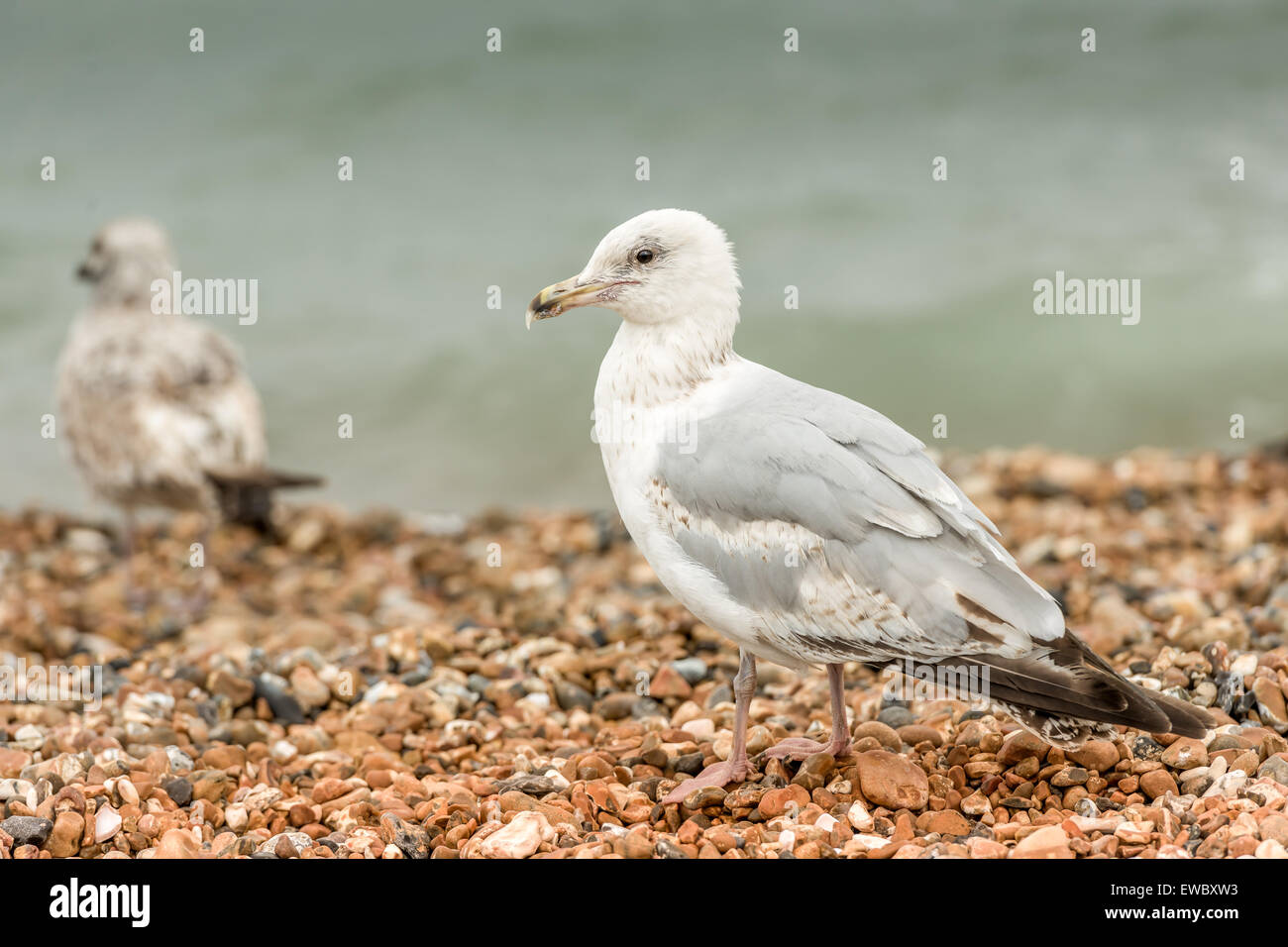 Seagull feet hi-res stock photography and images - Alamy