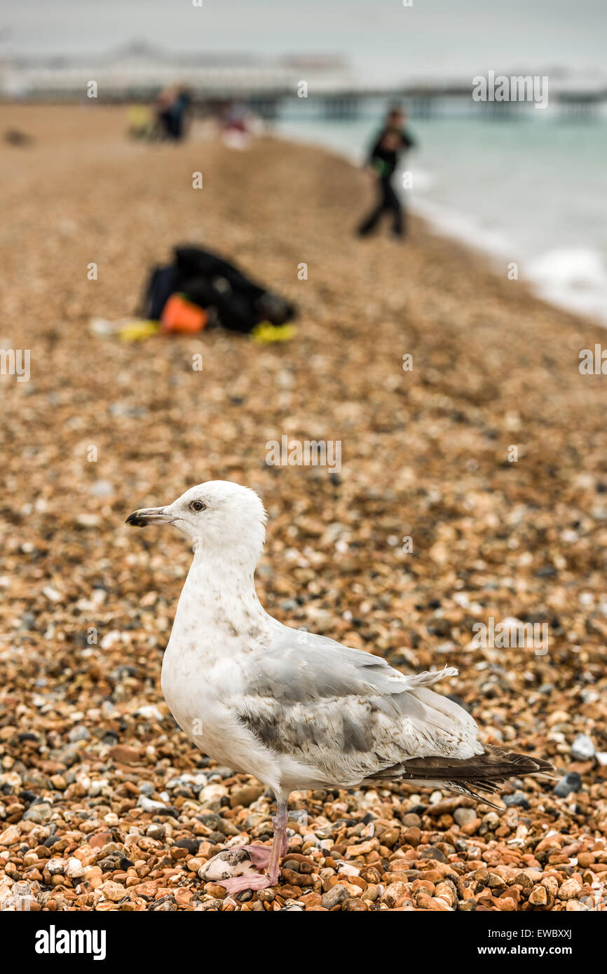 Seagull on the beach Stock Photo - Alamy