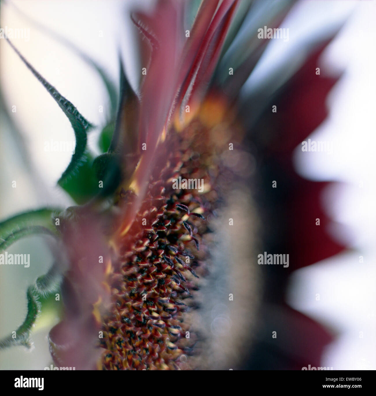 Opening flower head sunflower hi-res stock photography and images - Alamy