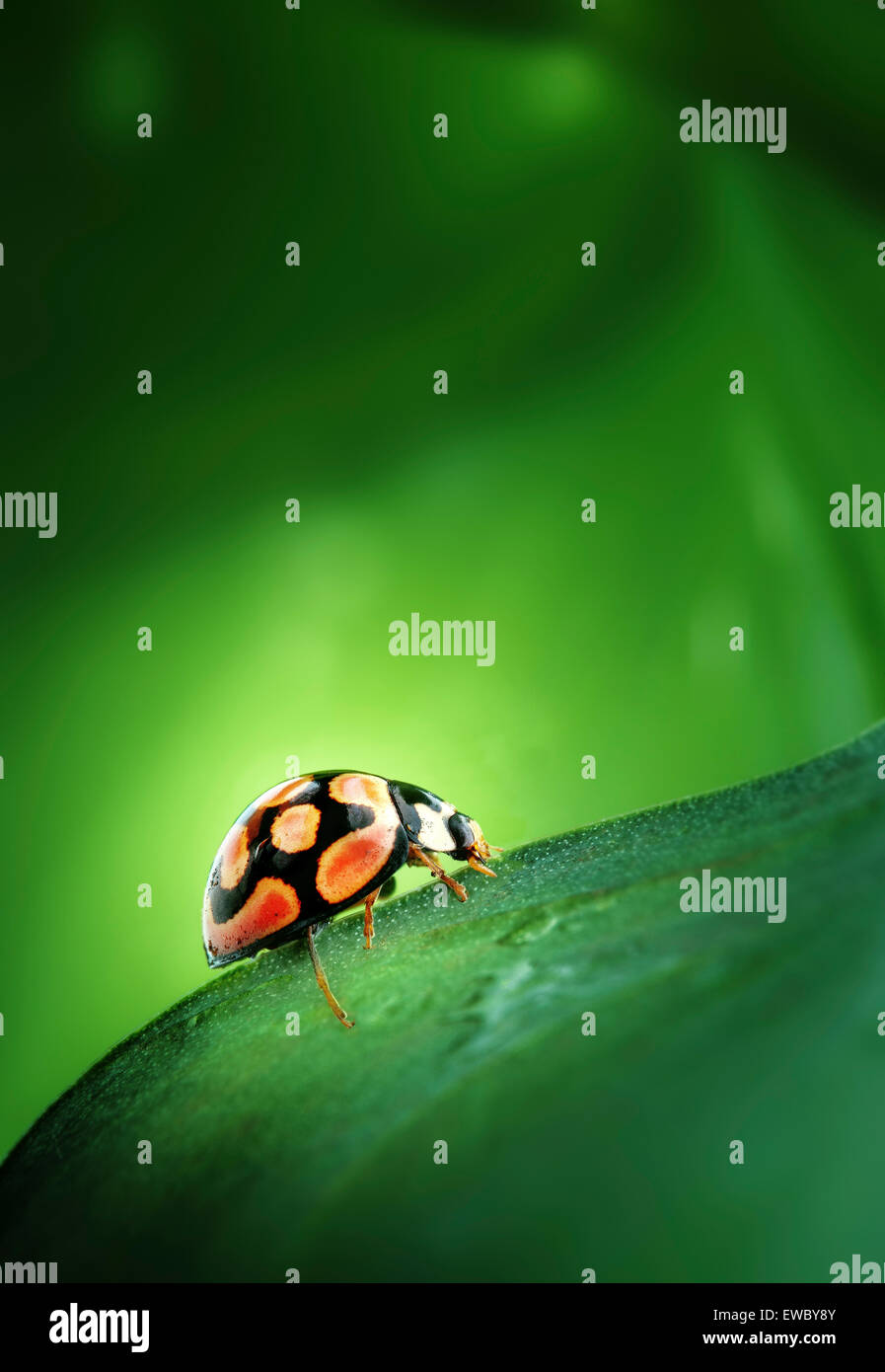 Ladybug (ladybird) walking on the edge of a green leaf Stock Photo - Alamy