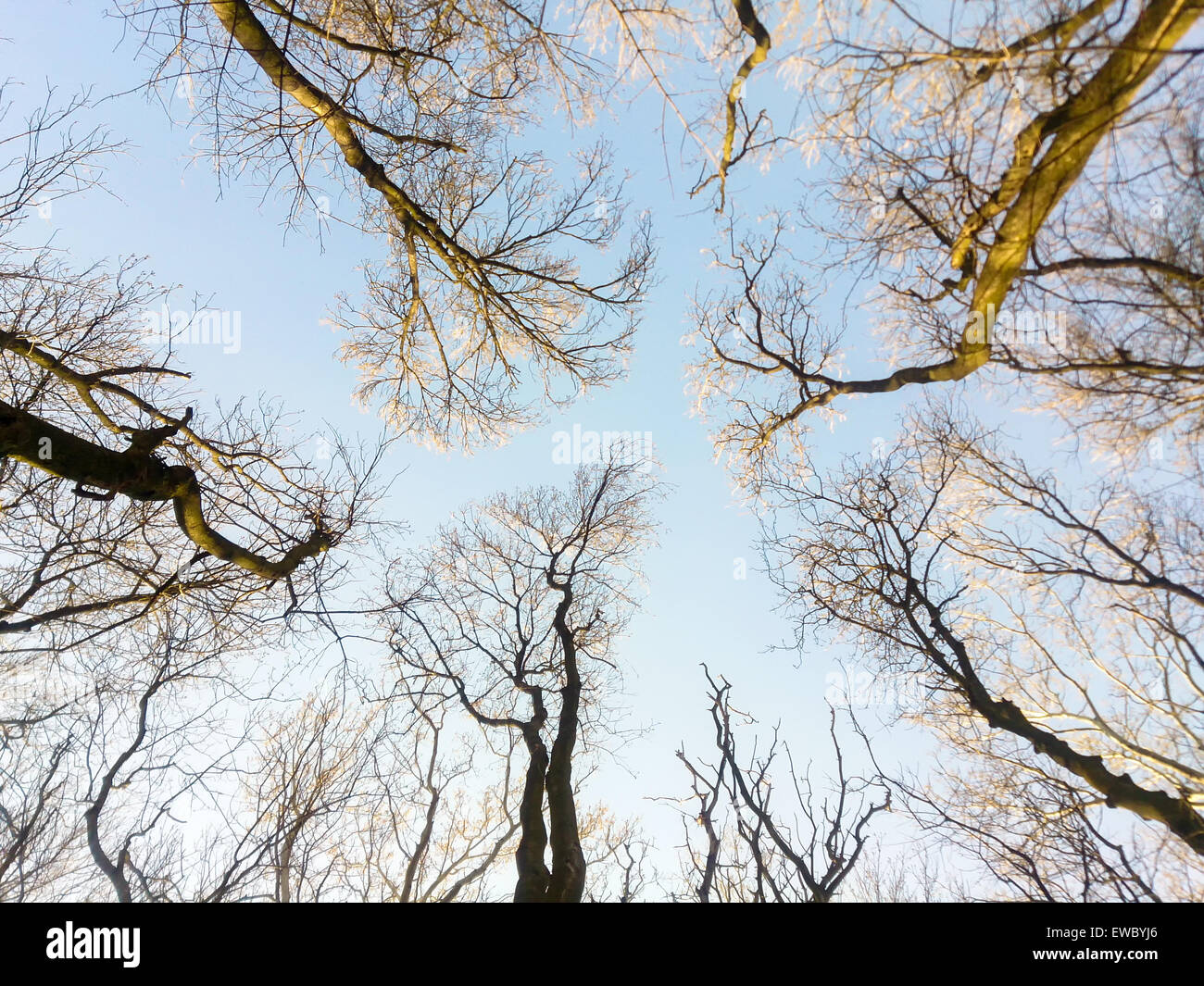 Autumn sky with sunshine and tree tops. Looking Up In Forest Tree To ...