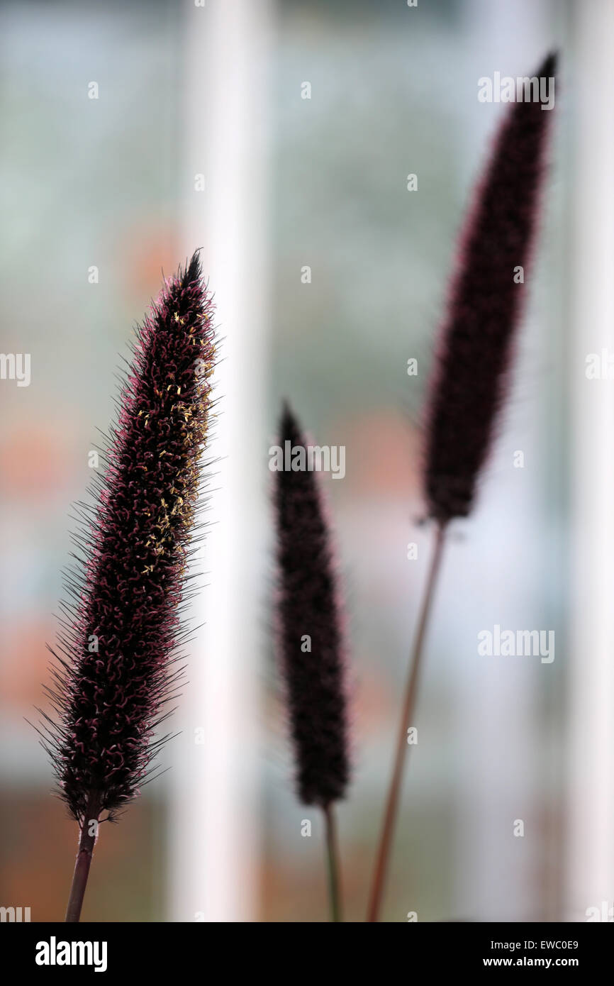 Three reed inflorescences - Duthie park winter garden - Aberdeen city ...