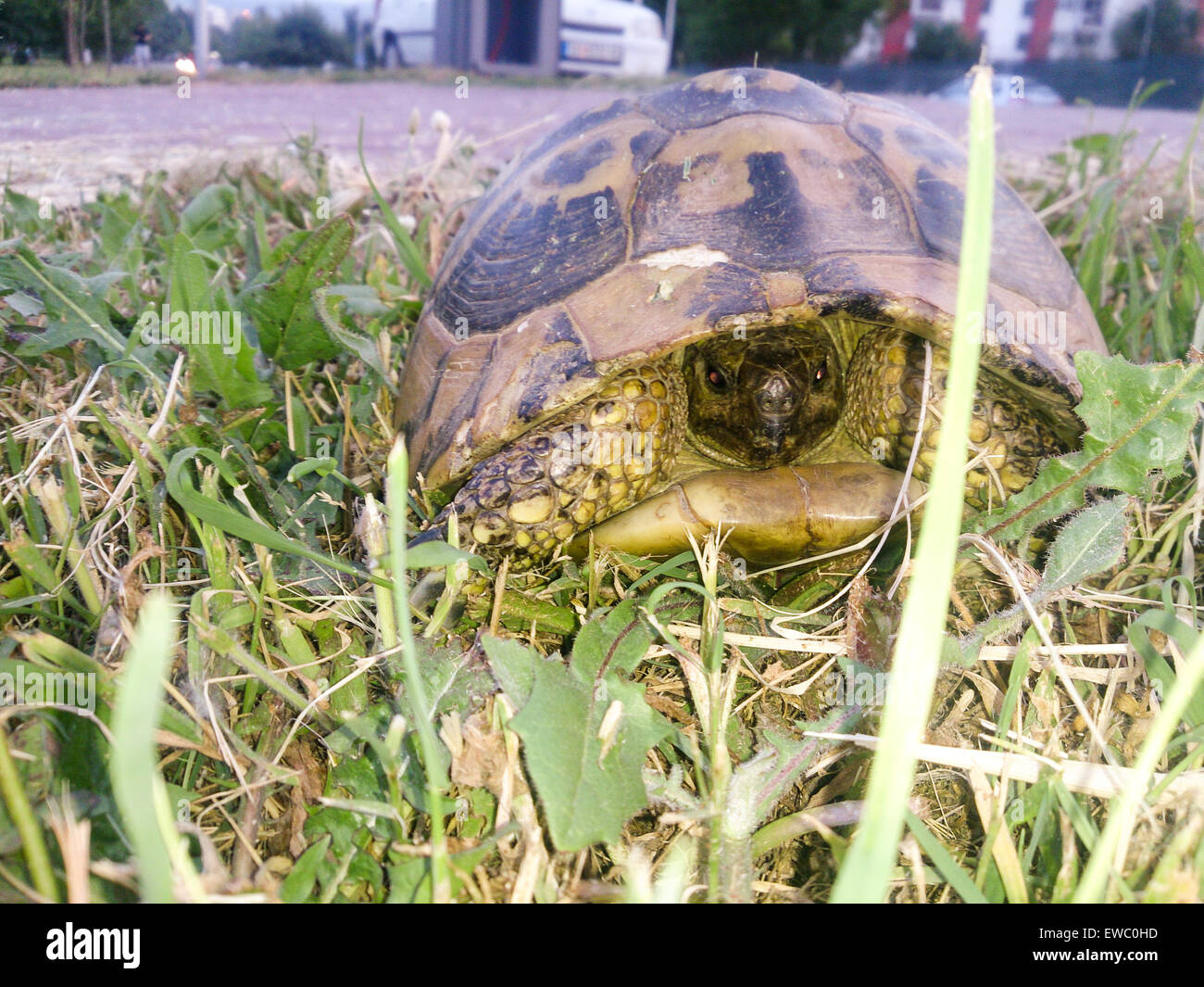 African forest turtle hi-res stock photography and images - Alamy