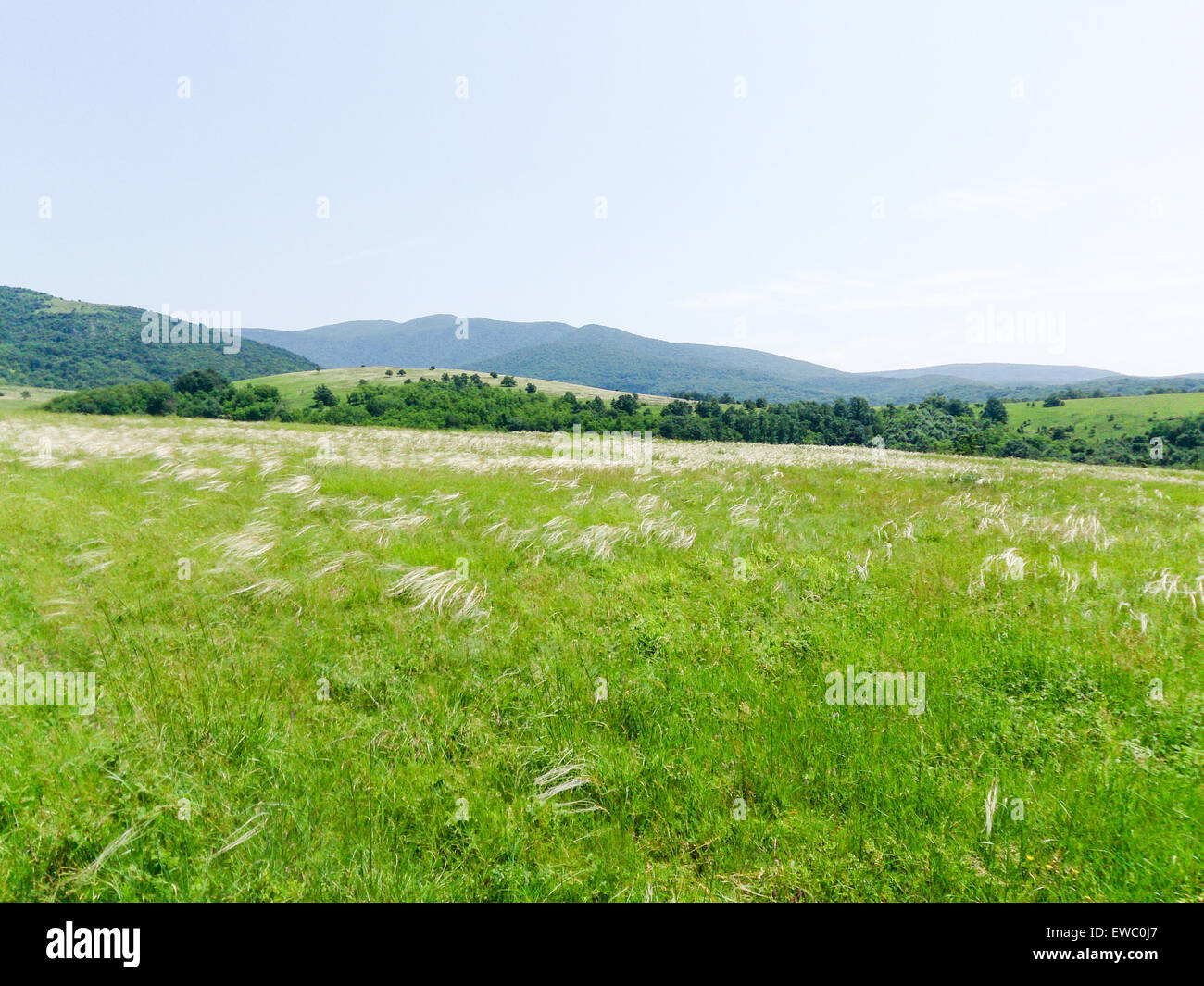 Meadow field with green grass, big pasture in the mountains with wild ...