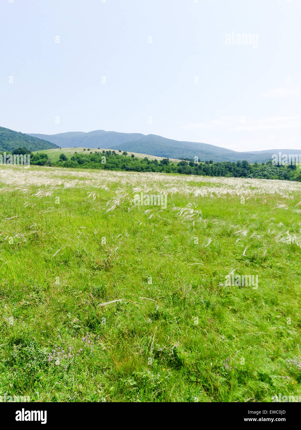 Meadow field with green grass, big pasture in the mountains with wild ...