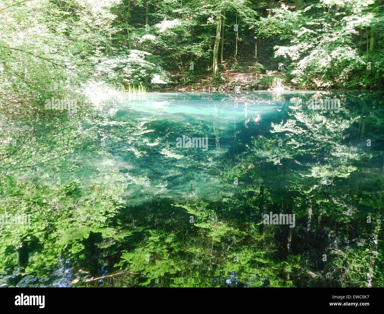 Nature landscape with trees and river. Forest river in mountains ...