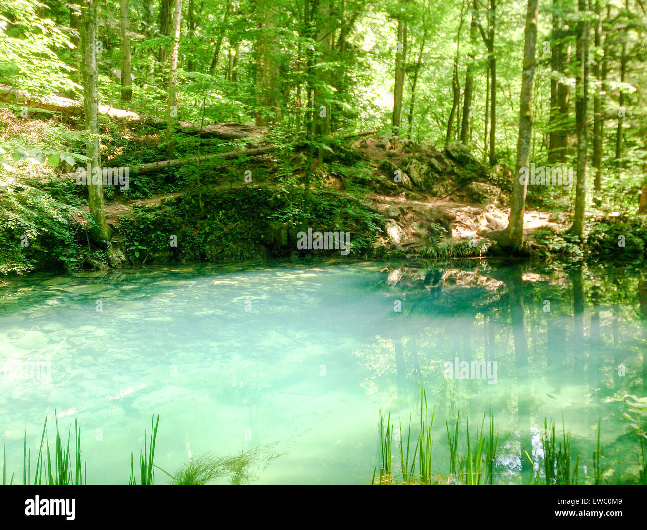 Nature landscape with trees and river. Forest river in mountains ...