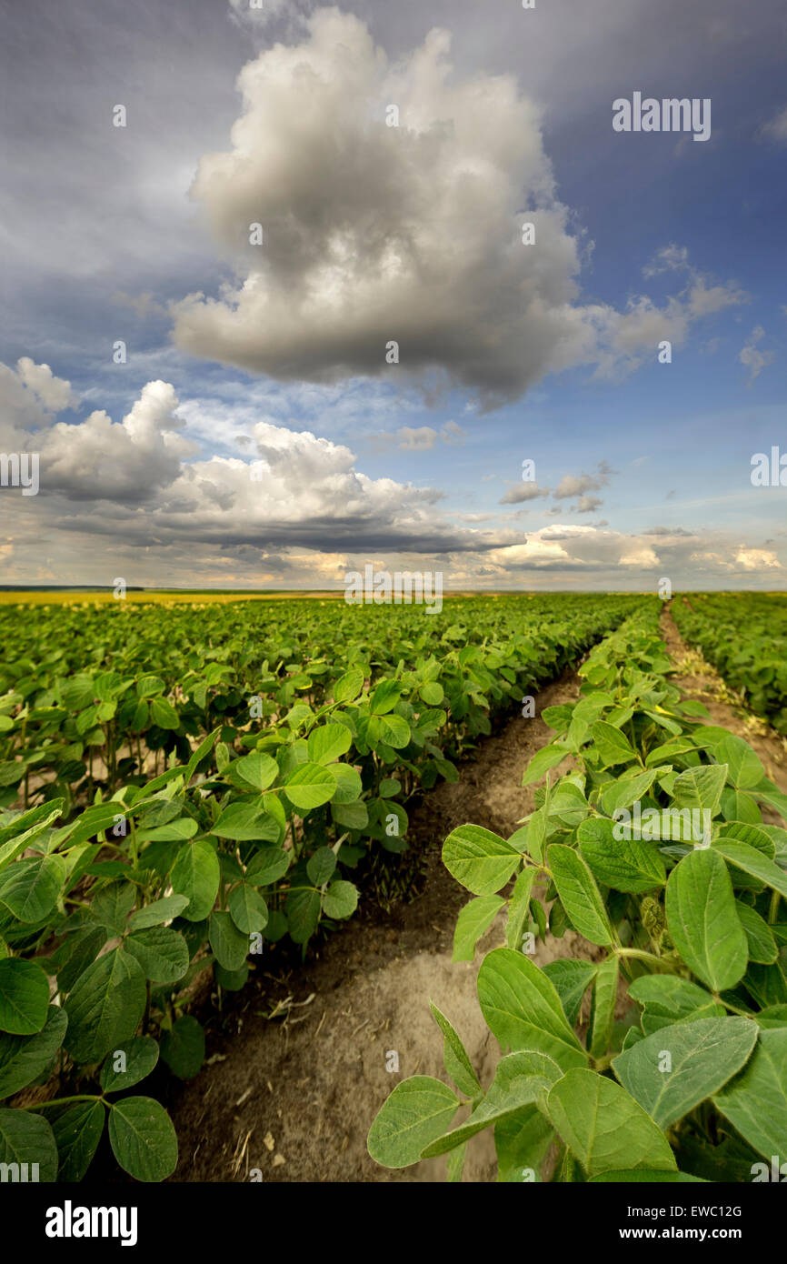 Field bean hi-res stock photography and images - Alamy