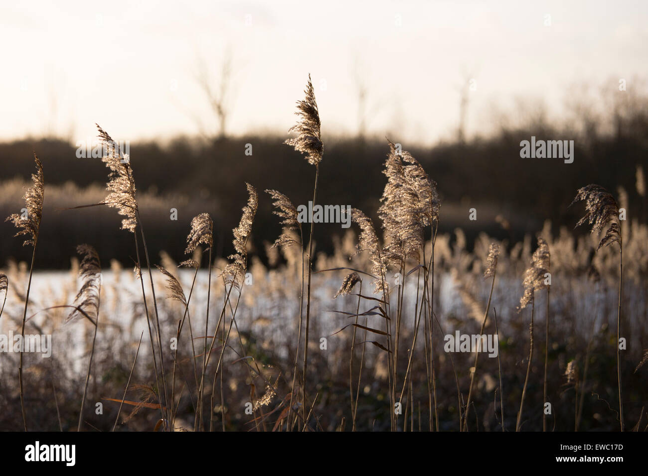 Reed bed hi-res stock photography and images - Alamy