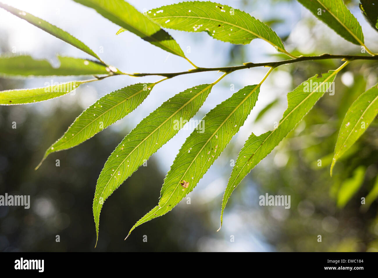Willow Leaves With High Resolution Stock Photography and Images - Alamy