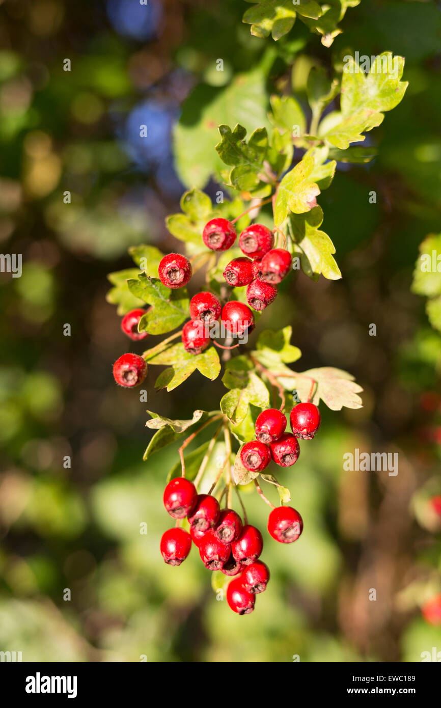 Haws hi-res stock photography and images - Alamy