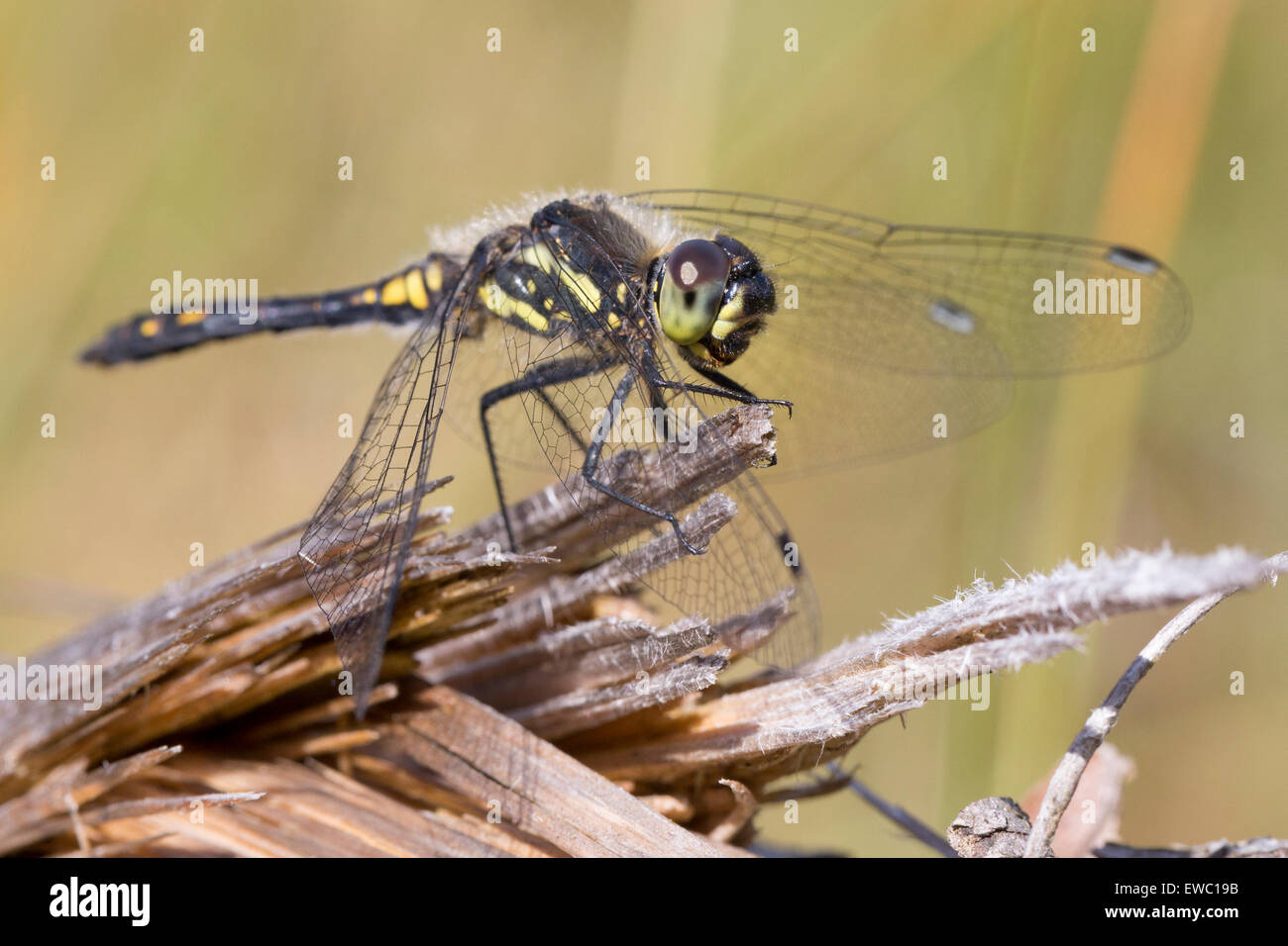 Black sympetrum sympetrum danae hi-res stock photography and images - Alamy