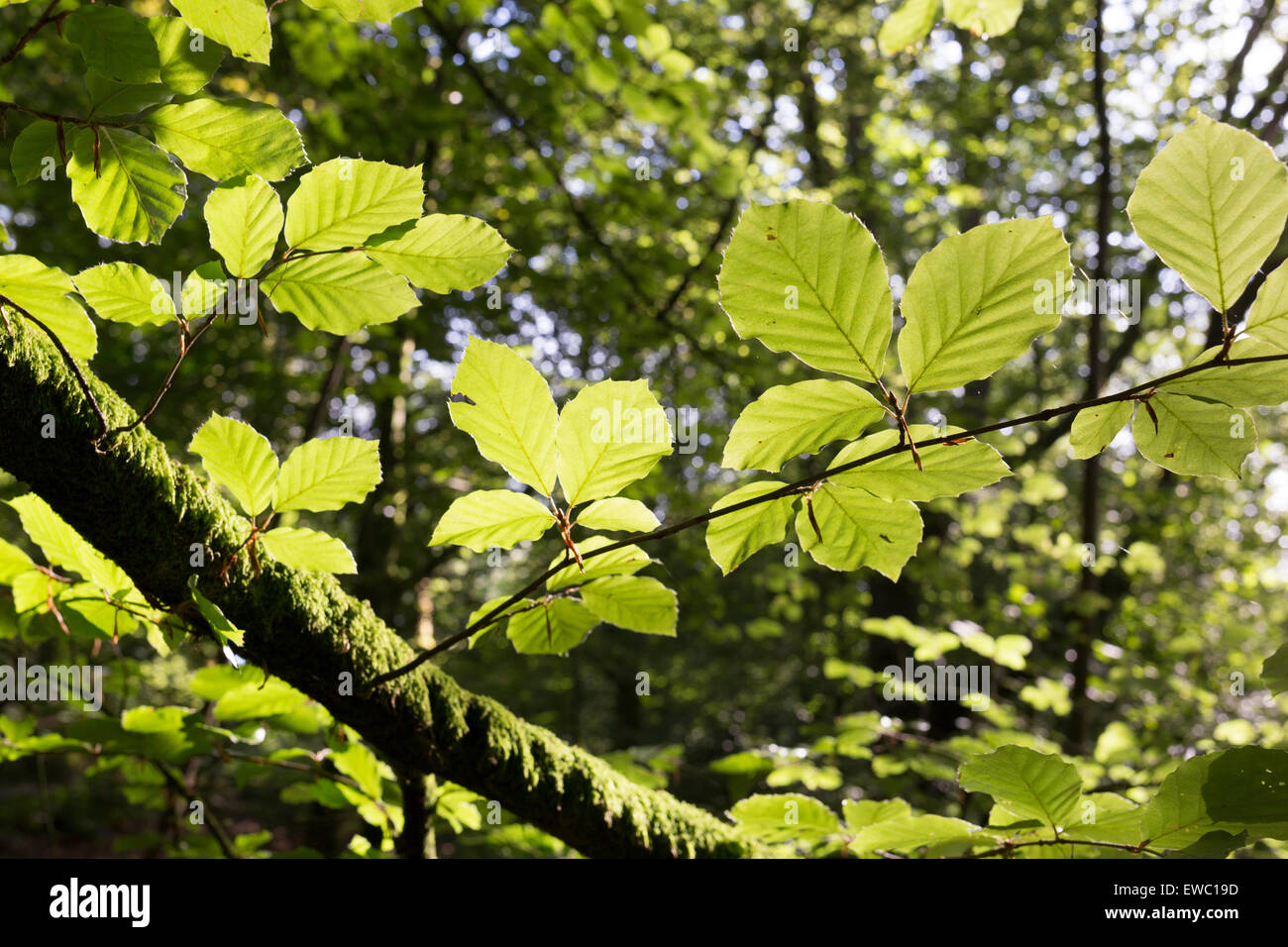 Tree beech leaves summer hi-res stock photography and images - Alamy