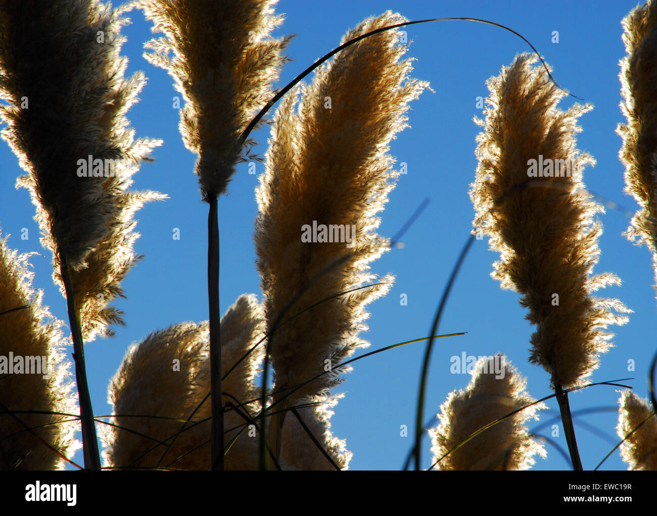 Pampas grass (Cortaderia jubata Stock Photo - Alamy