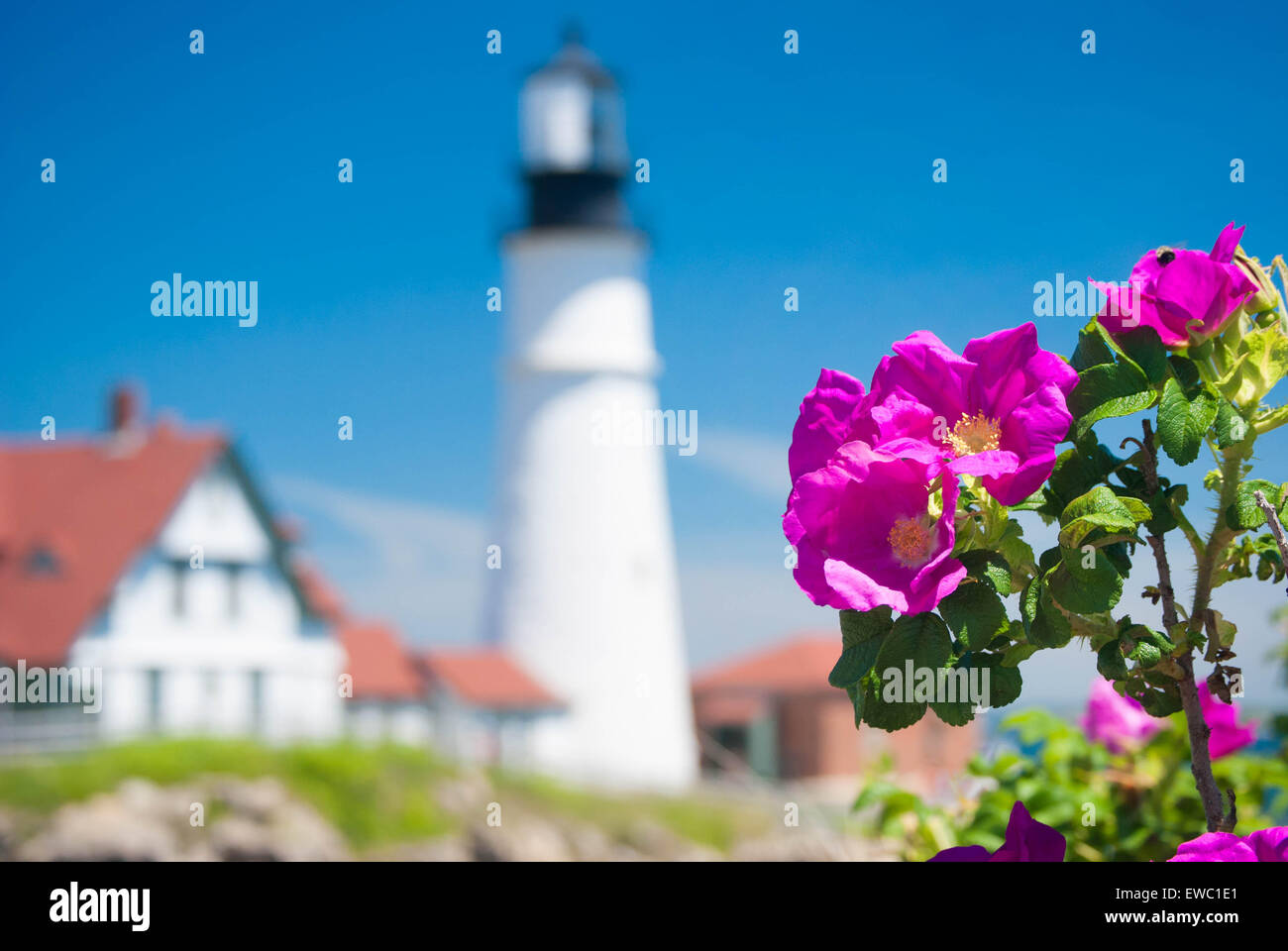 Summer roses maine hi-res stock photography and images - Alamy