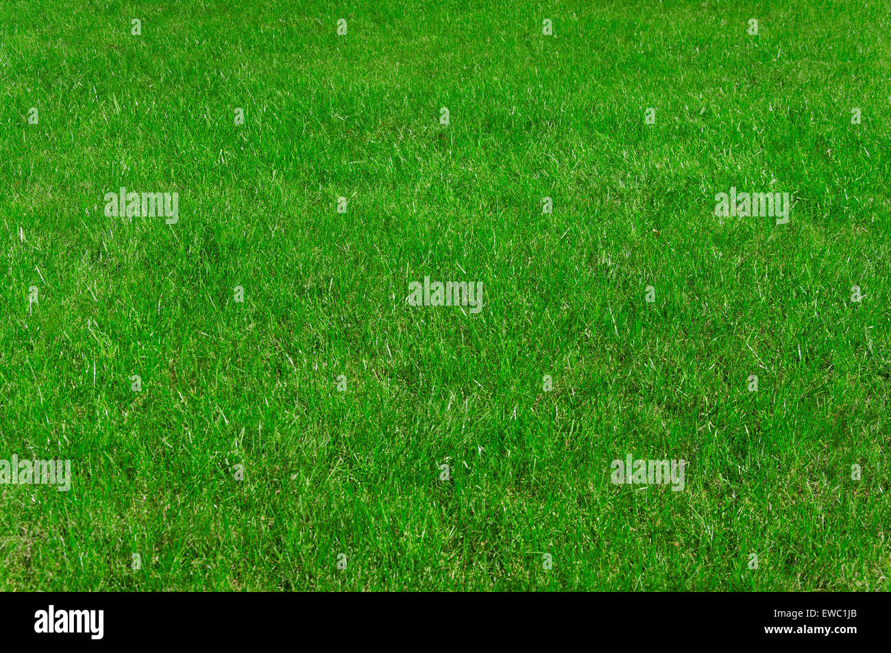 Horizontal grass hi-res stock photography and images - Alamy