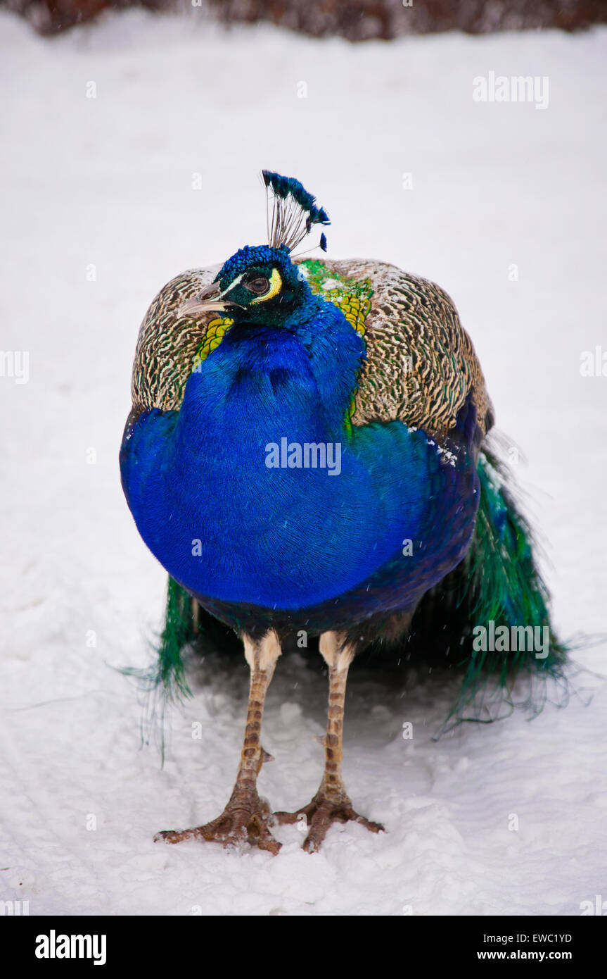 Peacock feet hi-res stock photography and images - Alamy
