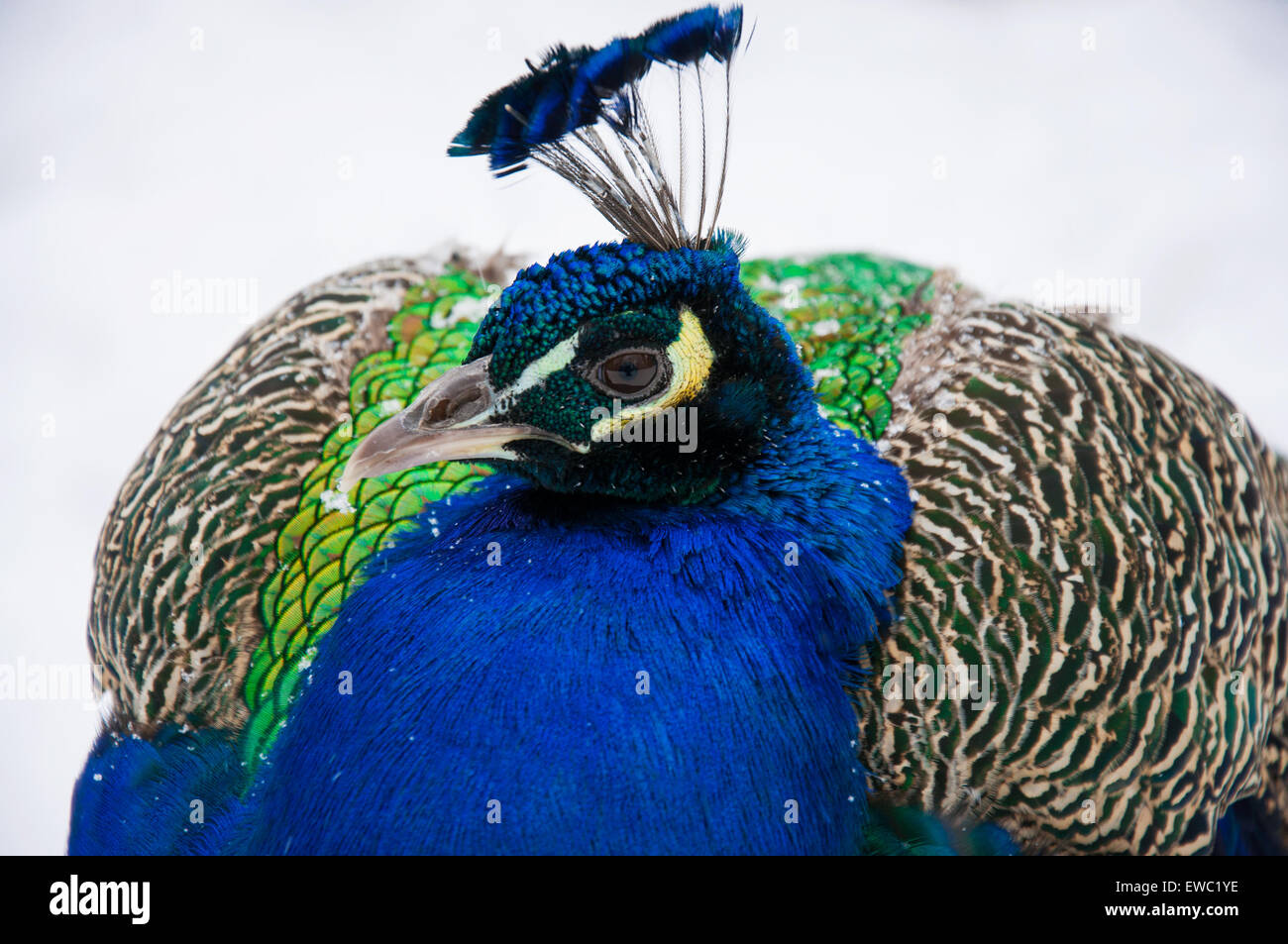 Peacock feet hi-res stock photography and images - Alamy