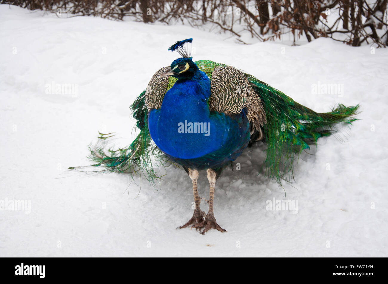 Peacock feet hi-res stock photography and images - Alamy