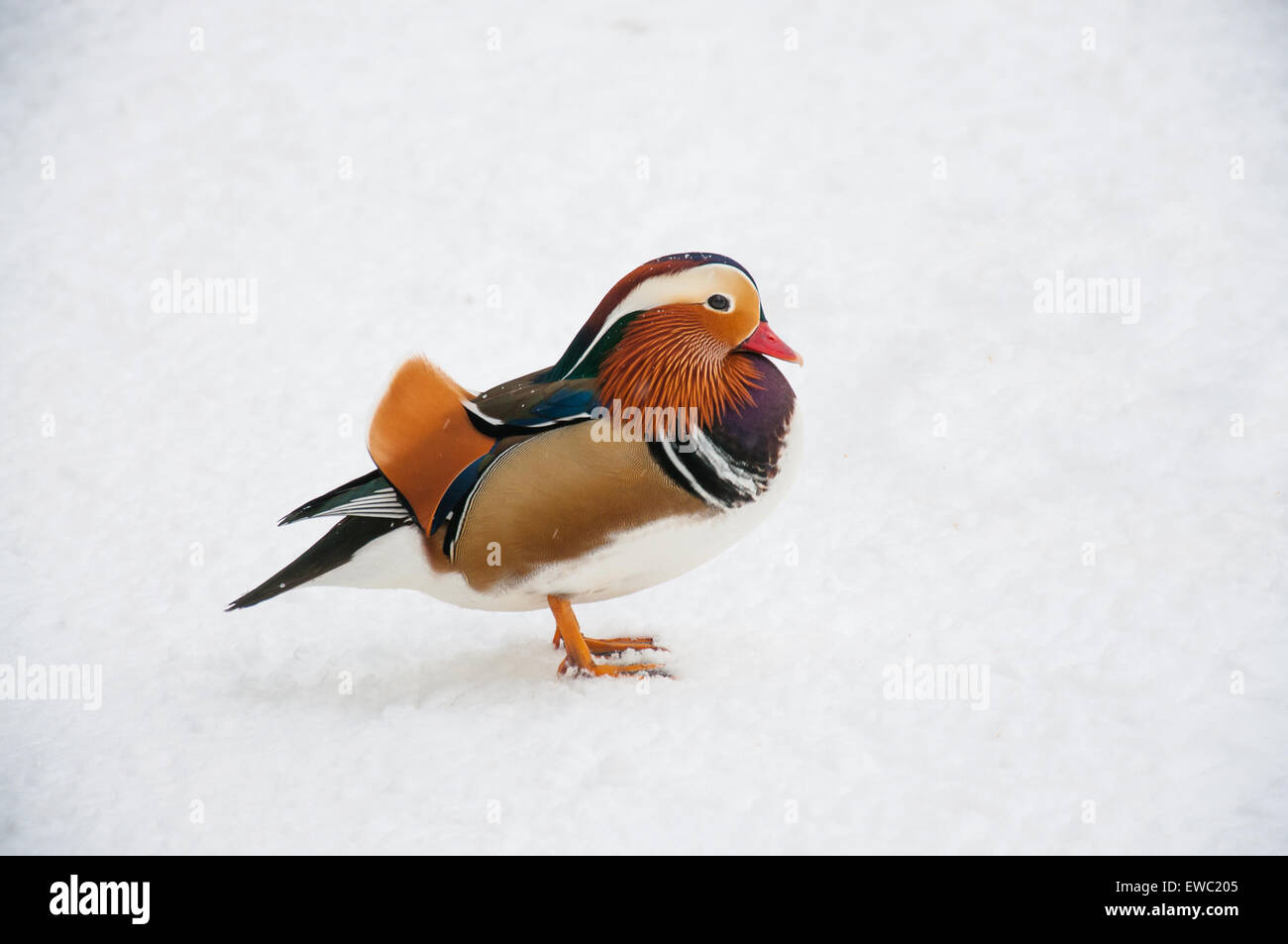 White duck red beak hi-res stock photography and images - Alamy