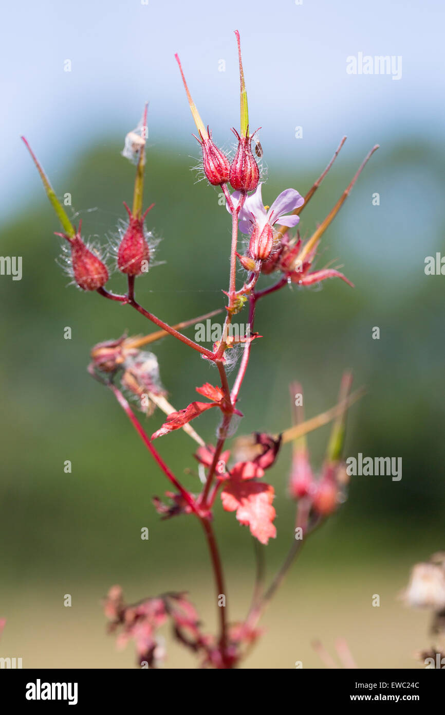 Crane's-bill family fruit Stock Photo - Alamy