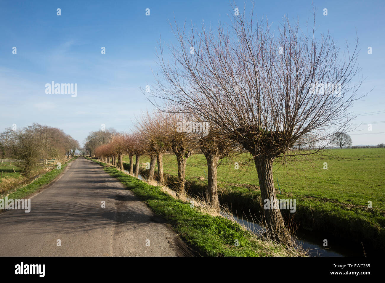 Pollard willow tree somerset levels hi-res stock photography and images ...