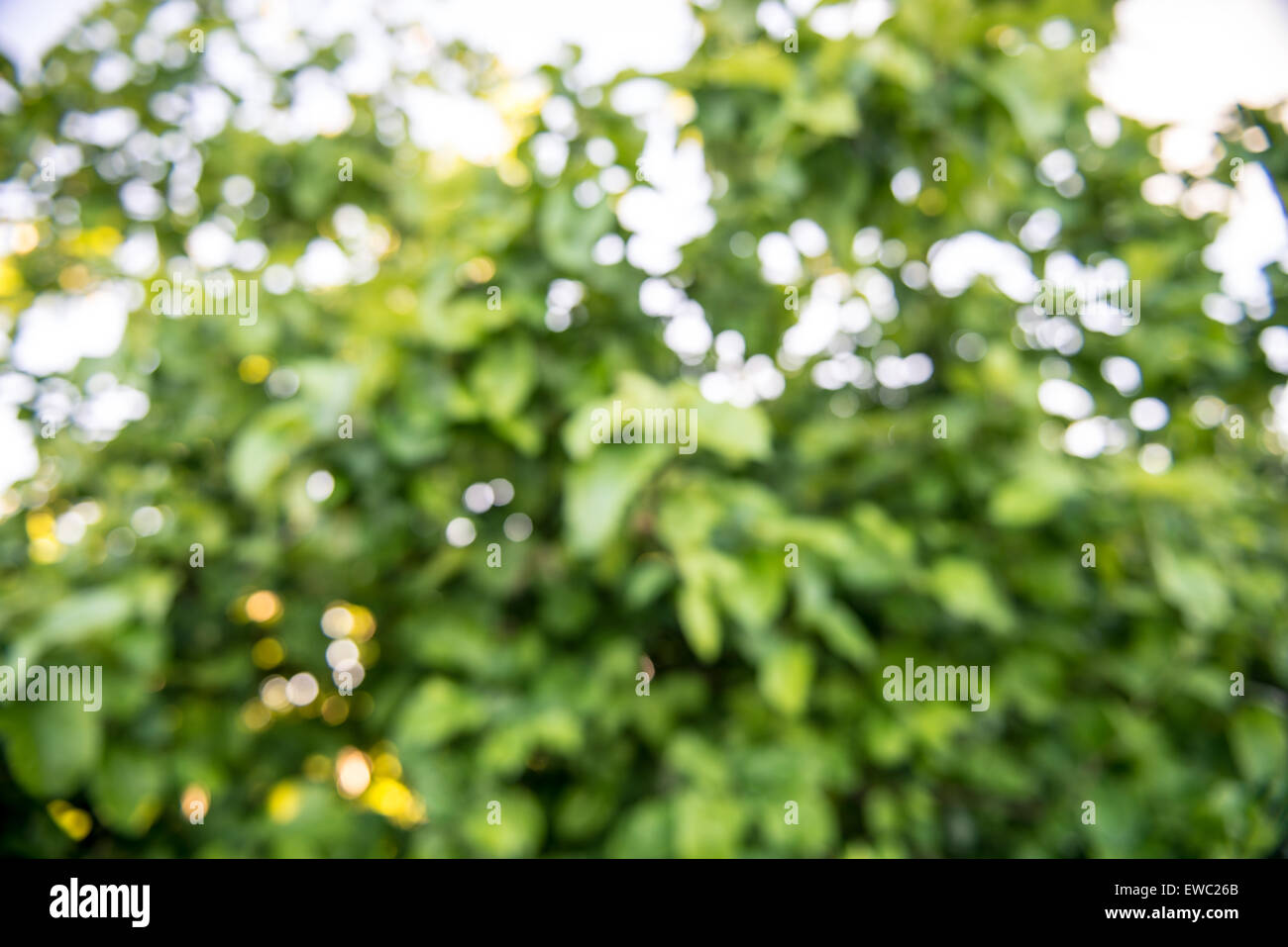 Photo of the green background (leaves and nice evening sunlight Stock ...