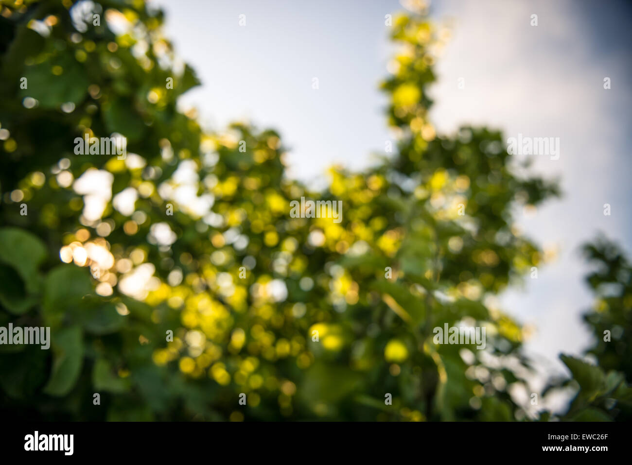 Photo of the green background (leaves and nice evening sunlight Stock ...