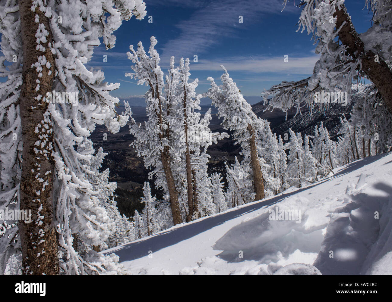 Winter Trees, after heavy snowfall, Mammoth Mountain, California USA ...
