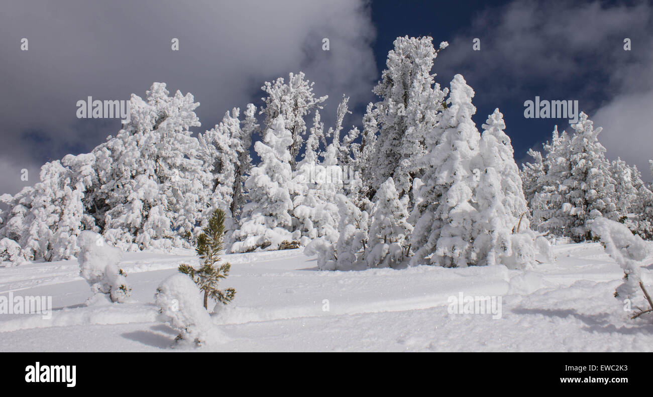Winter Trees, after heavy snowfall, Mammoth Mountain, California USA ...