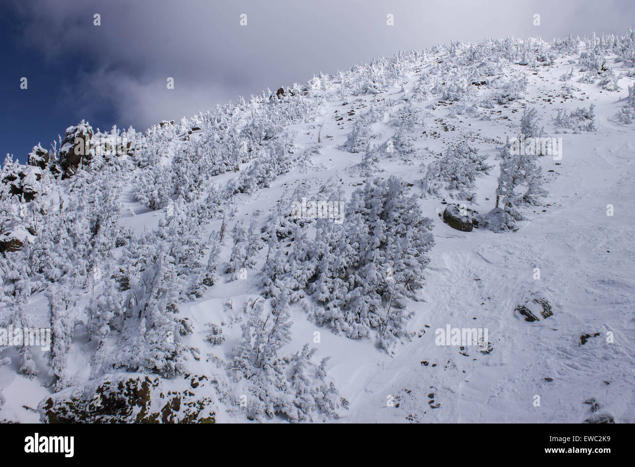 Winter Trees, after heavy snowfall, Mammoth Mountain, California USA ...