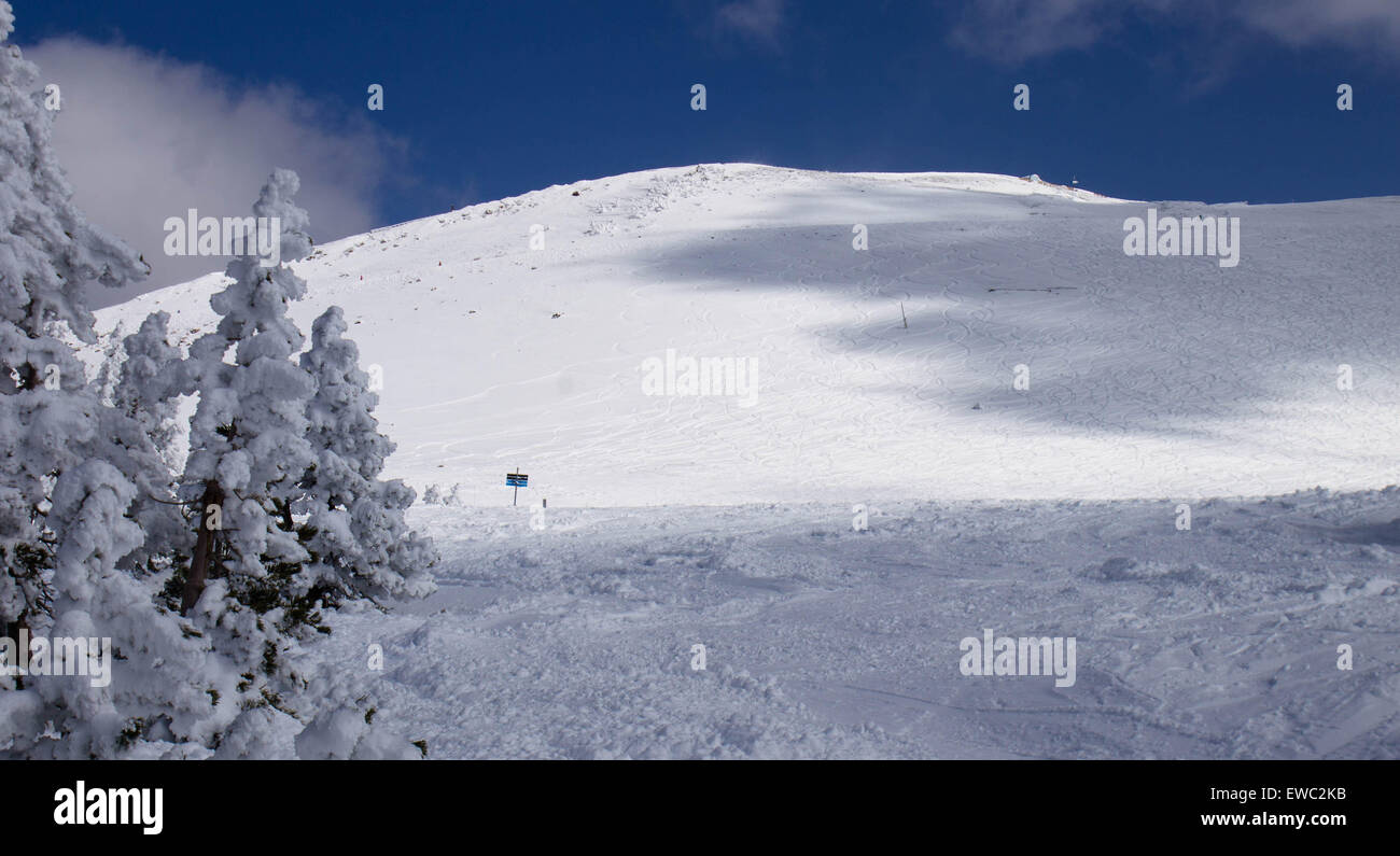 Winter Trees, after heavy snowfall, Mammoth Mountain, California USA ...