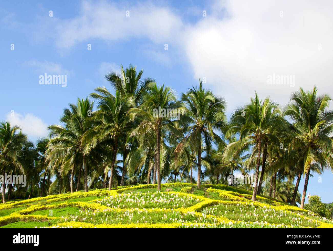 Fresh green coconut trees and flower gardens Stock Photo - Alamy