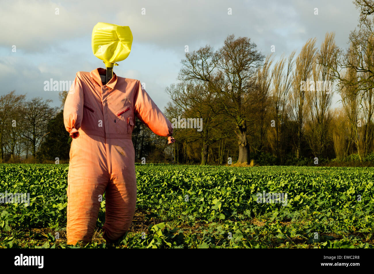 A scarecrow in a field wearing orange overalls Stock Photo - Alamy