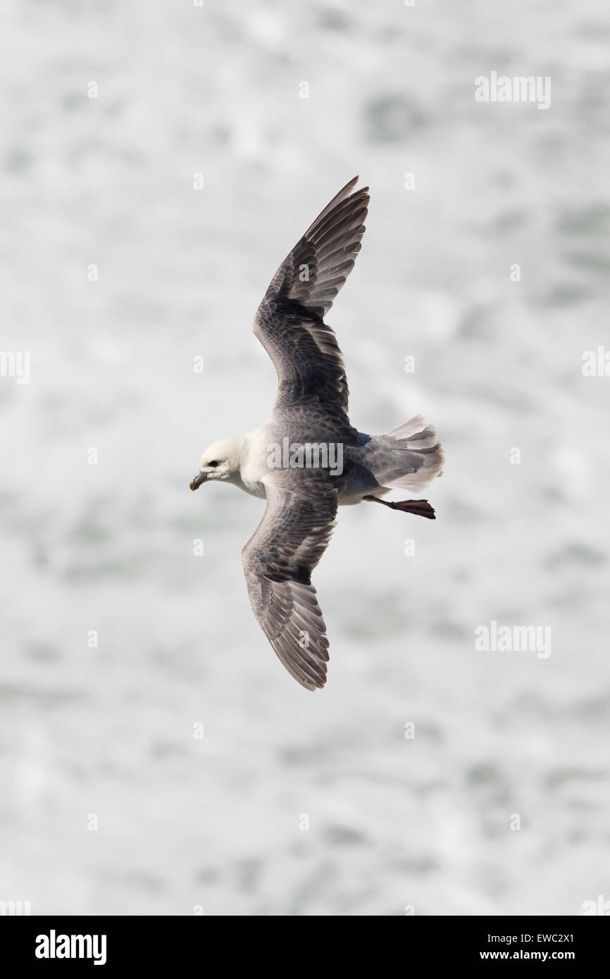 Fulmar - Fulmarus glacialis. Flying low over surf Stock Photo - Alamy