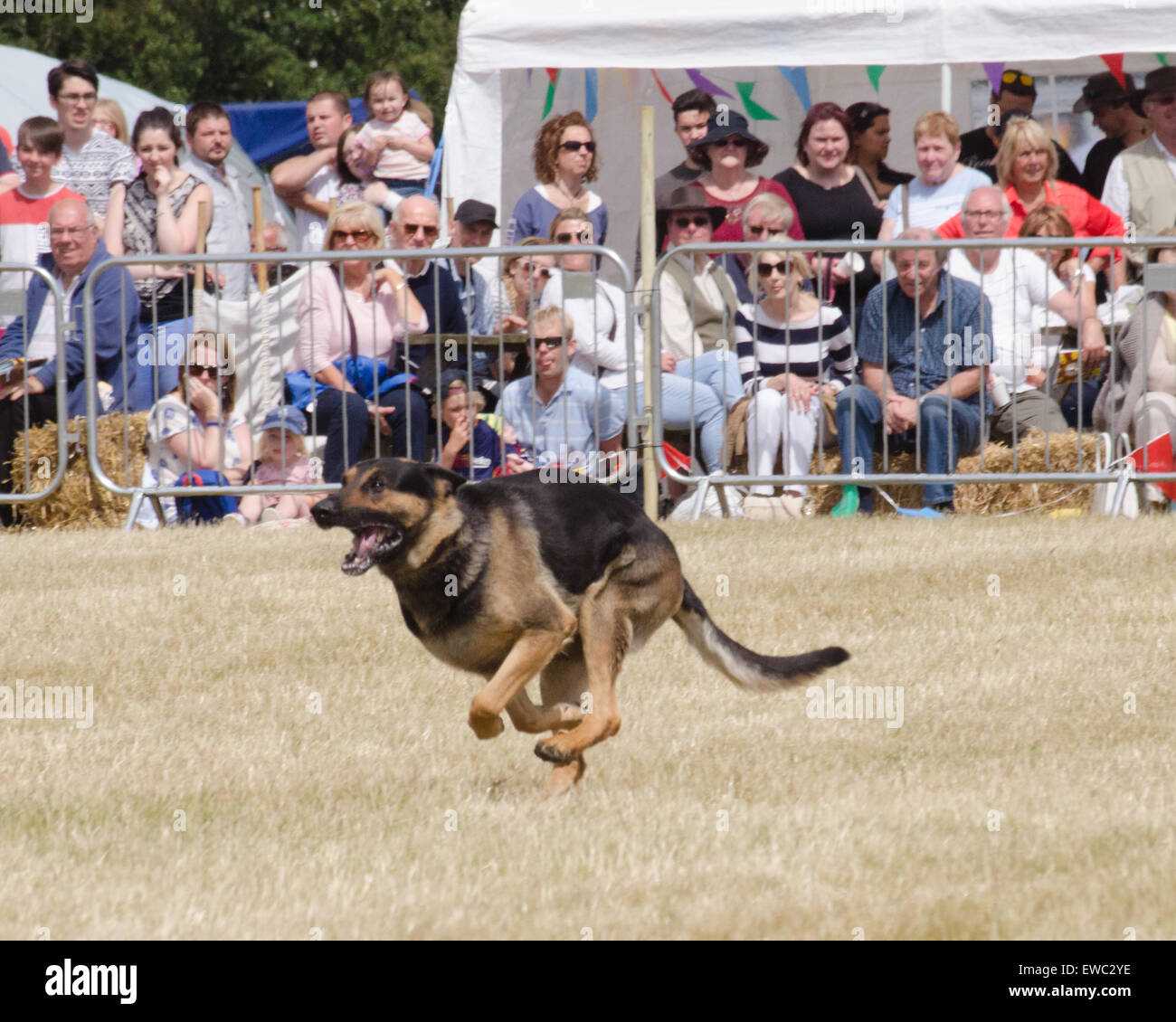 Essex Police Dog Unit on display at the Blackwater Country Show UK June ...
