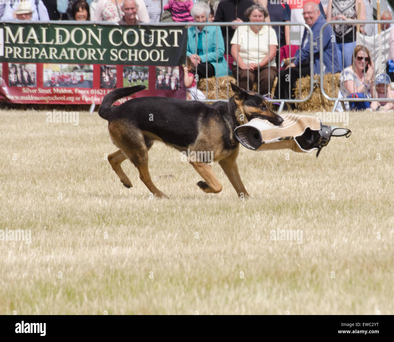 Essex Police Dog Unit on display at the Blackwater Country Show UK June ...