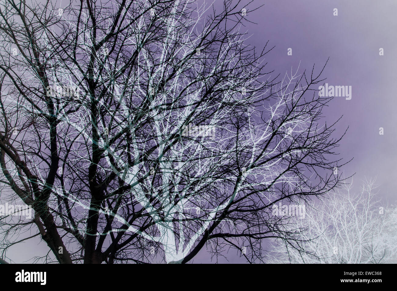 Caducous hi-res stock photography and images - Alamy