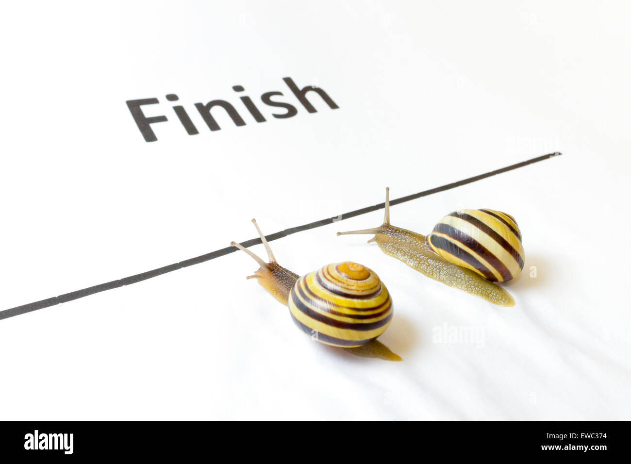 Two snails sliding to finish on white paper together side by side Stock ...