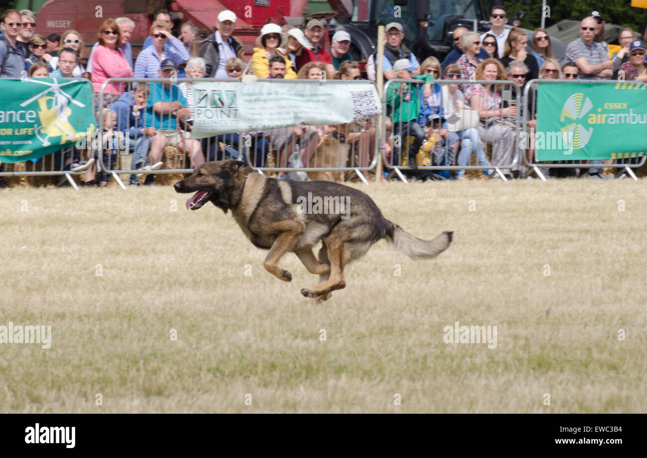 Essex Police Dog Unit on display at the Blackwater Country Show UK June ...