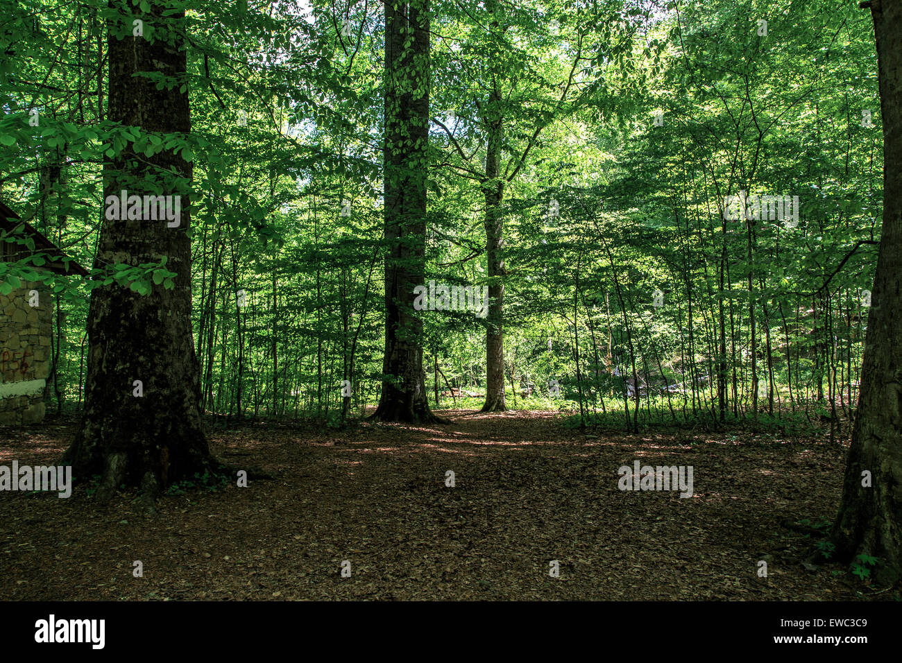 Front view of big trees with green leaves on and dead leaves around in ...