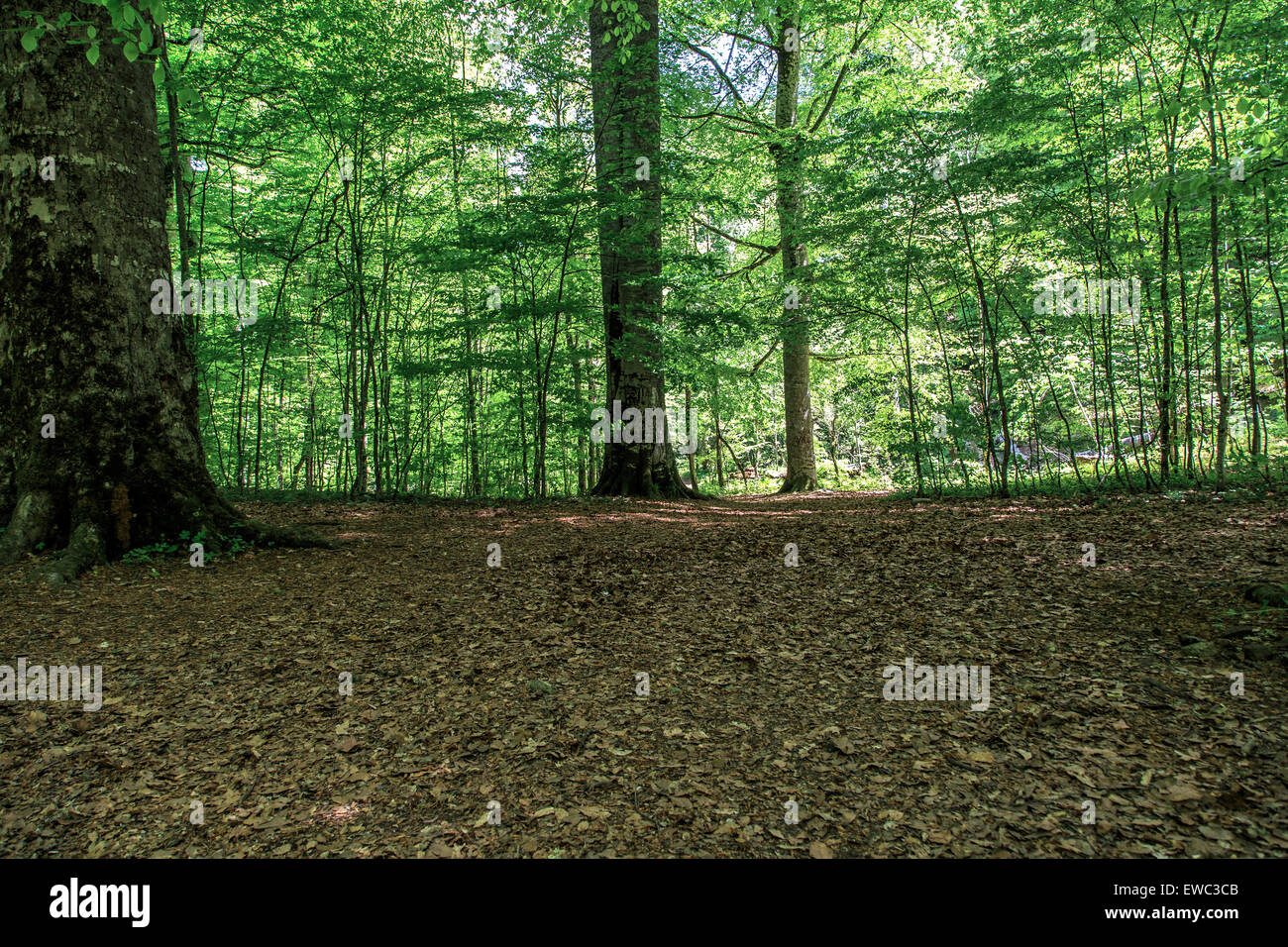 Front view of big trees with green leaves on and dead leaves around in ...