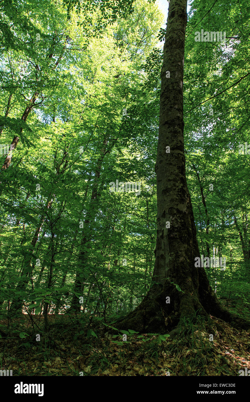 Front view of big trees with green leaves on and dead leaves around in ...