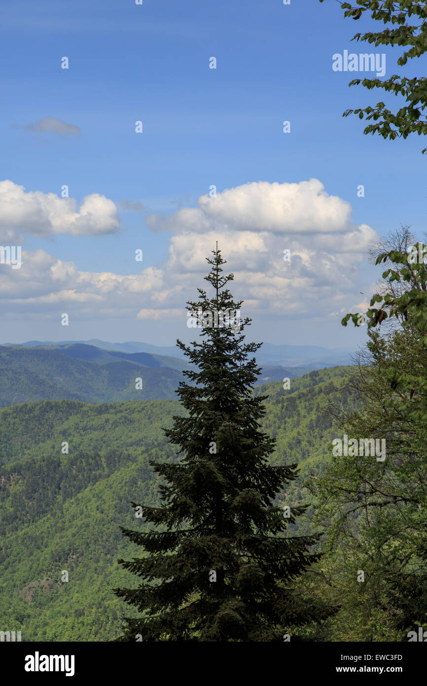 View of big pine trees in forest in Yedigoller National Park surrounded ...