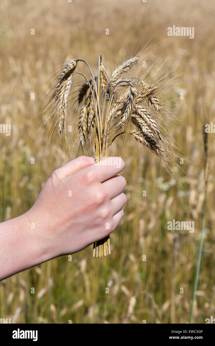 Hand holding corn in front of cropland or corn field as symbol of ...
