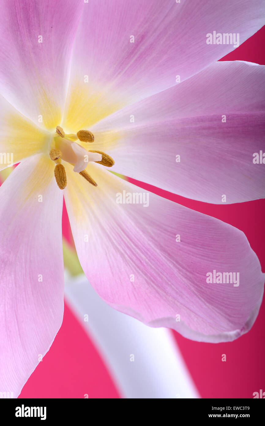 Single tulip petal flower leaf purple hi-res stock photography and ...