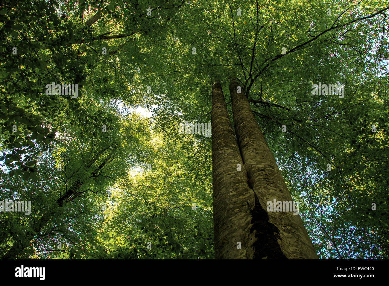 Bottom view of big tree trunks in forest, with the view of blue sunny ...