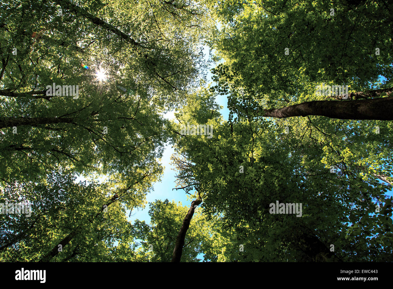 Bottom view of big tree trunks in forest, with the view of blue sunny ...