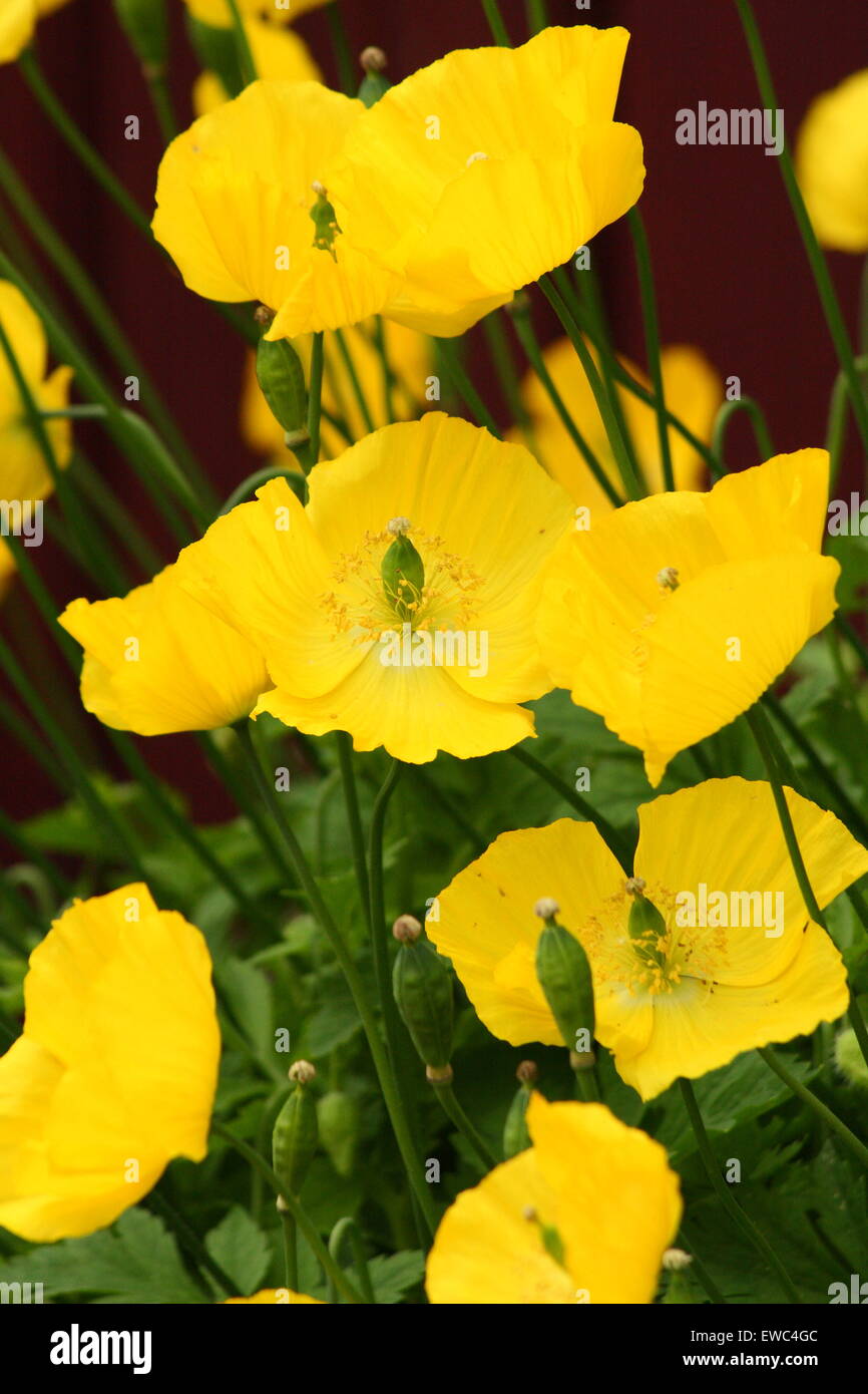 Yellow poppies uk hi-res stock photography and images - Alamy